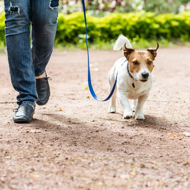 Home | Falcon Trace II