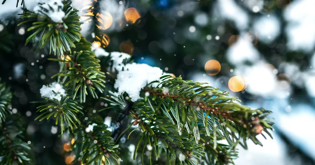 Chicago Christmas Tree Farms | Aqua at Lakeshore East